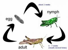 Metamorfosis Tidak Sempurna (Pengertian, Tahapan, Ciri, Contoh Hewan)