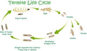 Metamorfosis Tidak Sempurna (Pengertian, Tahapan, Ciri, Contoh Hewan)